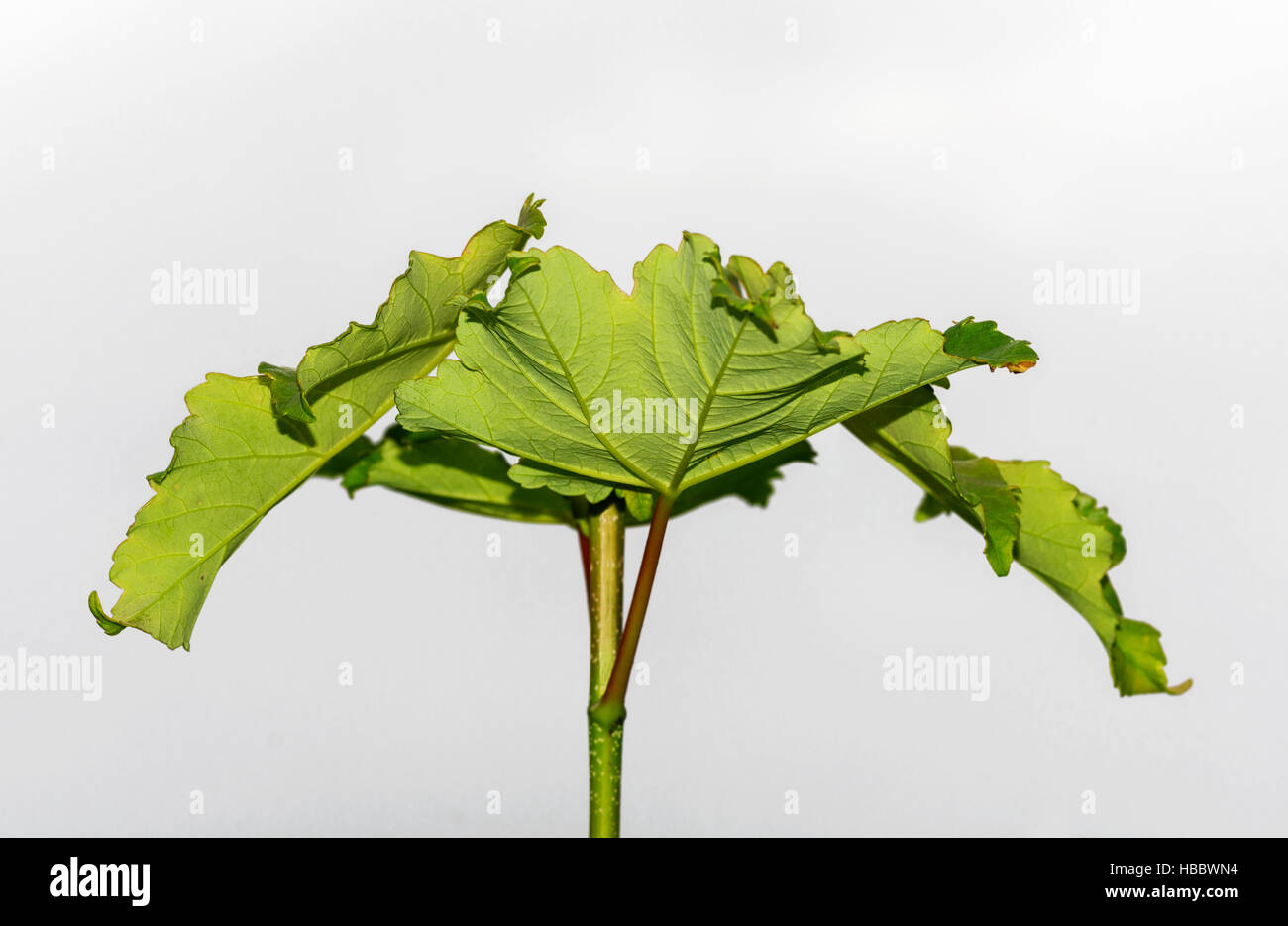 Leaf sprouting hi-res stock photography and images - Alamy