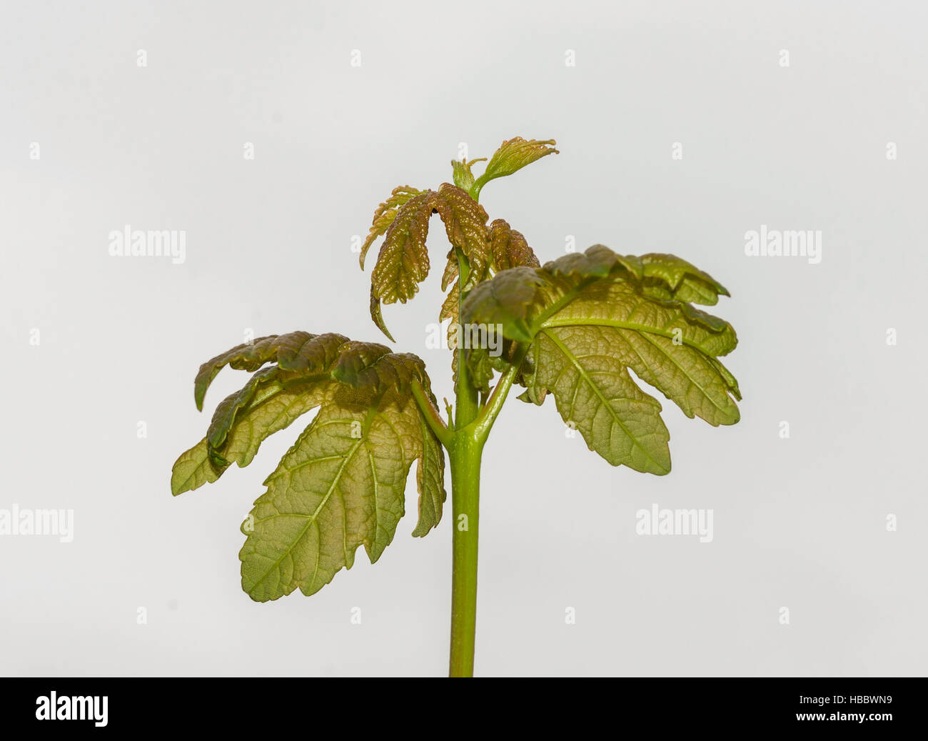 Leaf sprouting hi-res stock photography and images - Alamy