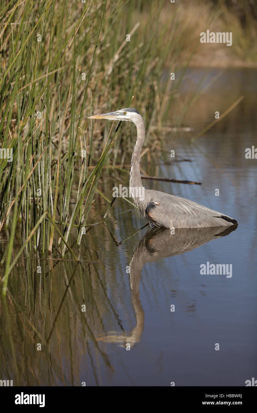 Great blue heron bird, Ardea herodias Stock Photo - Alamy