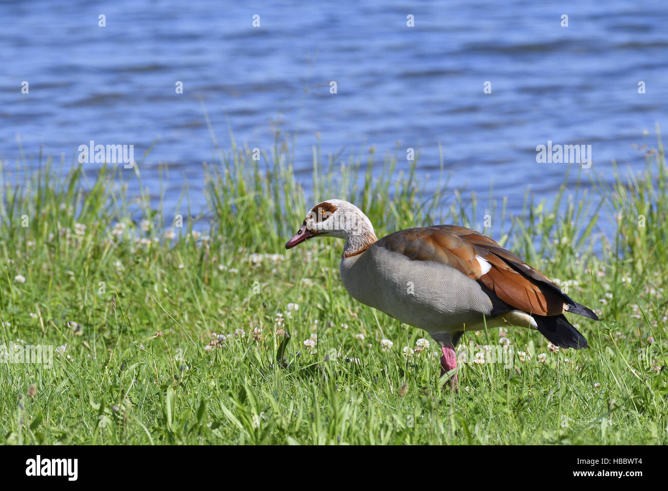 Nilgaense hi-res stock photography and images - Alamy