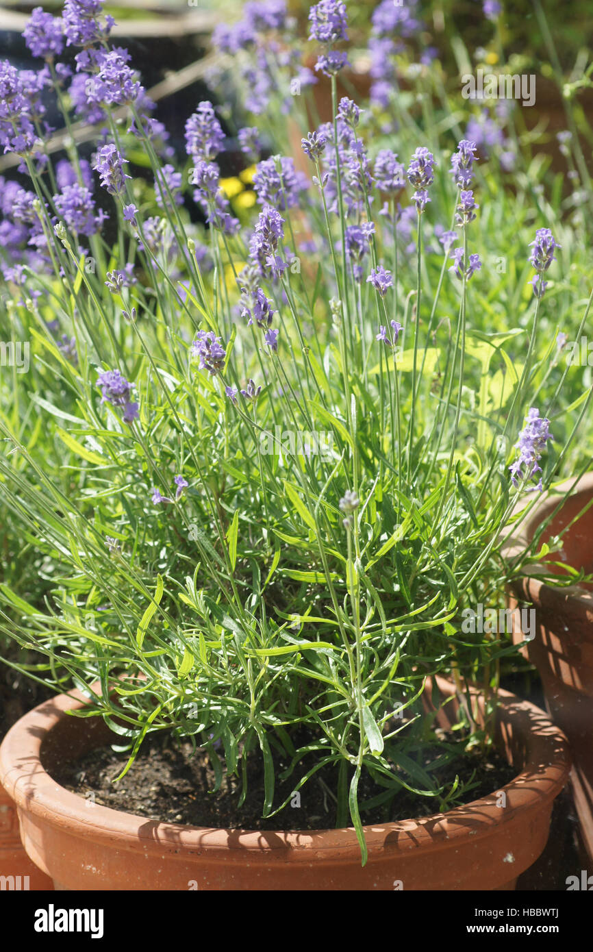 Lavandula officinalis, Lavender Stock Photo - Alamy