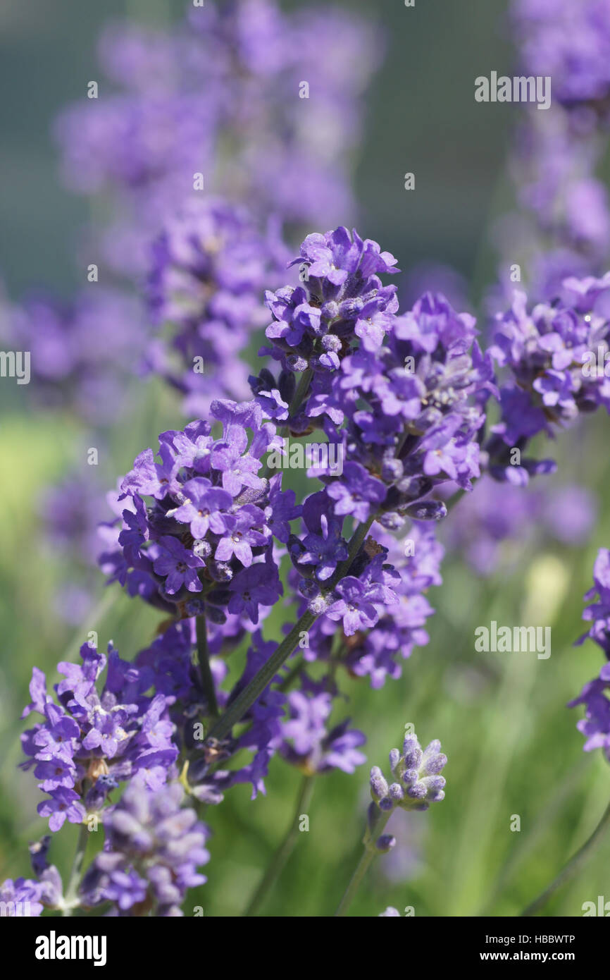 Lavandula officinalis, Lavender Stock Photo - Alamy