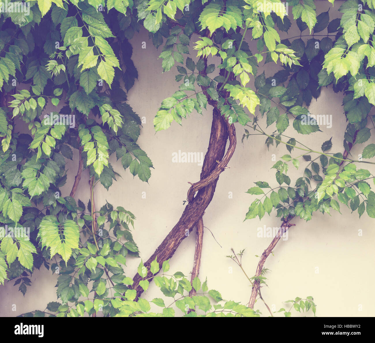 Leaves on wall Stock Photo - Alamy