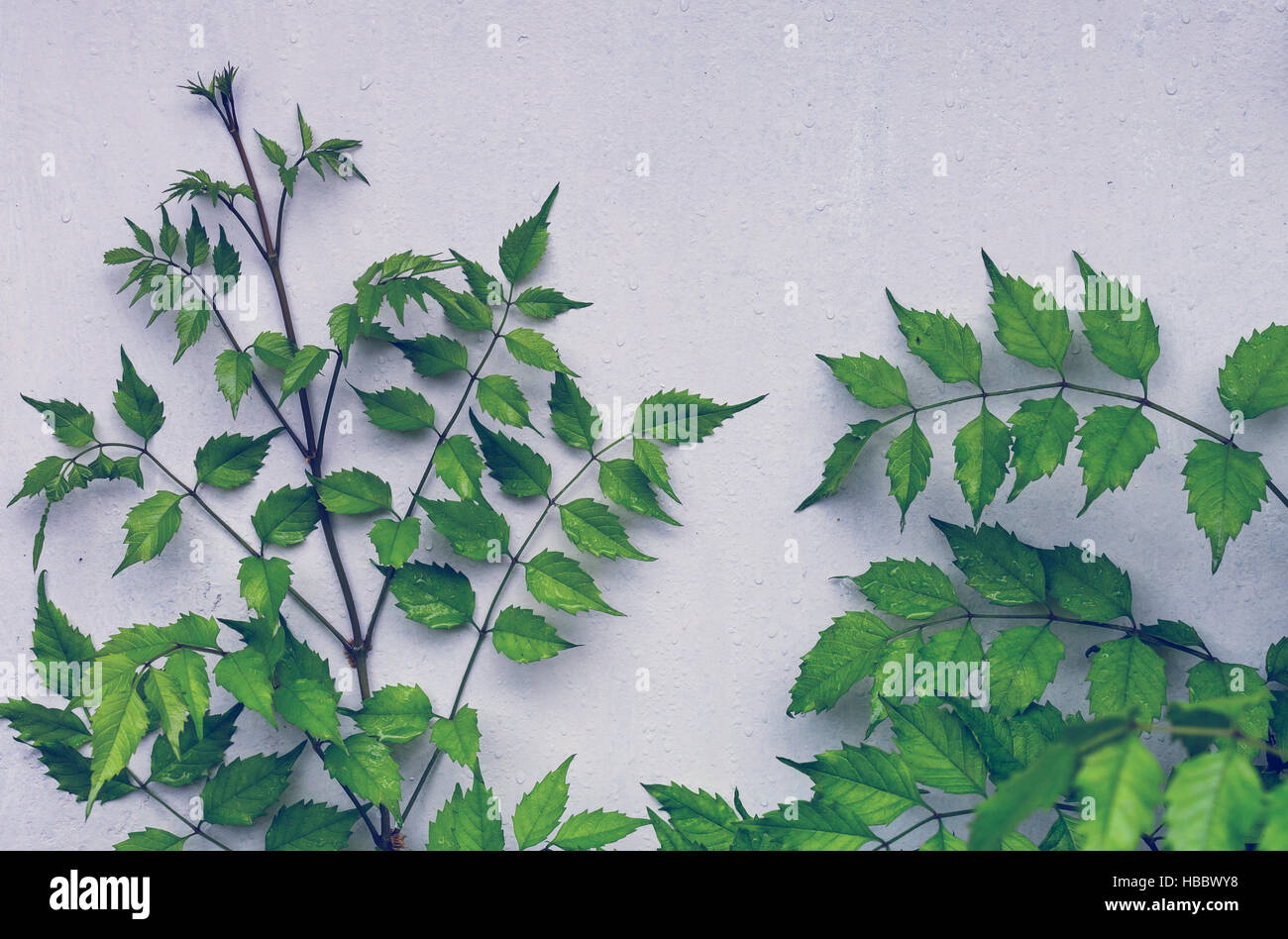 Leaves on wall Stock Photo - Alamy