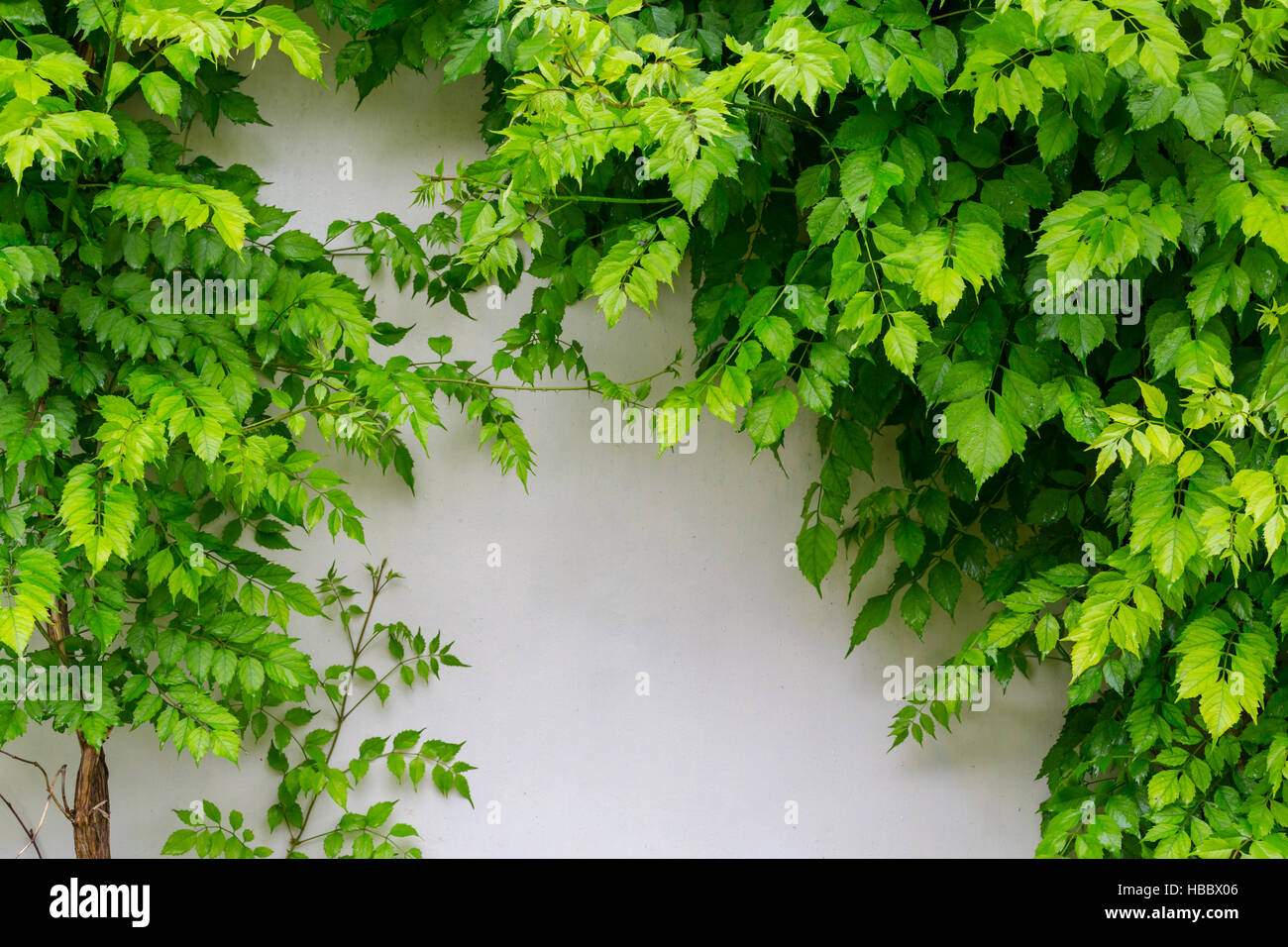 Leaves on wall Stock Photo - Alamy