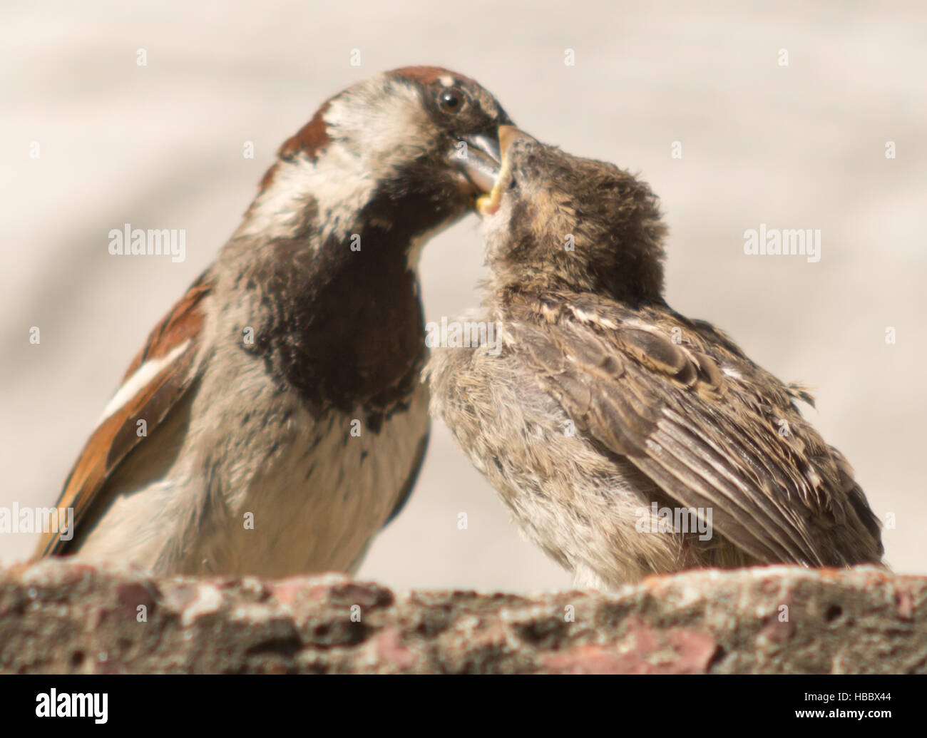 parent sparrow feeds Stock Photo - Alamy
