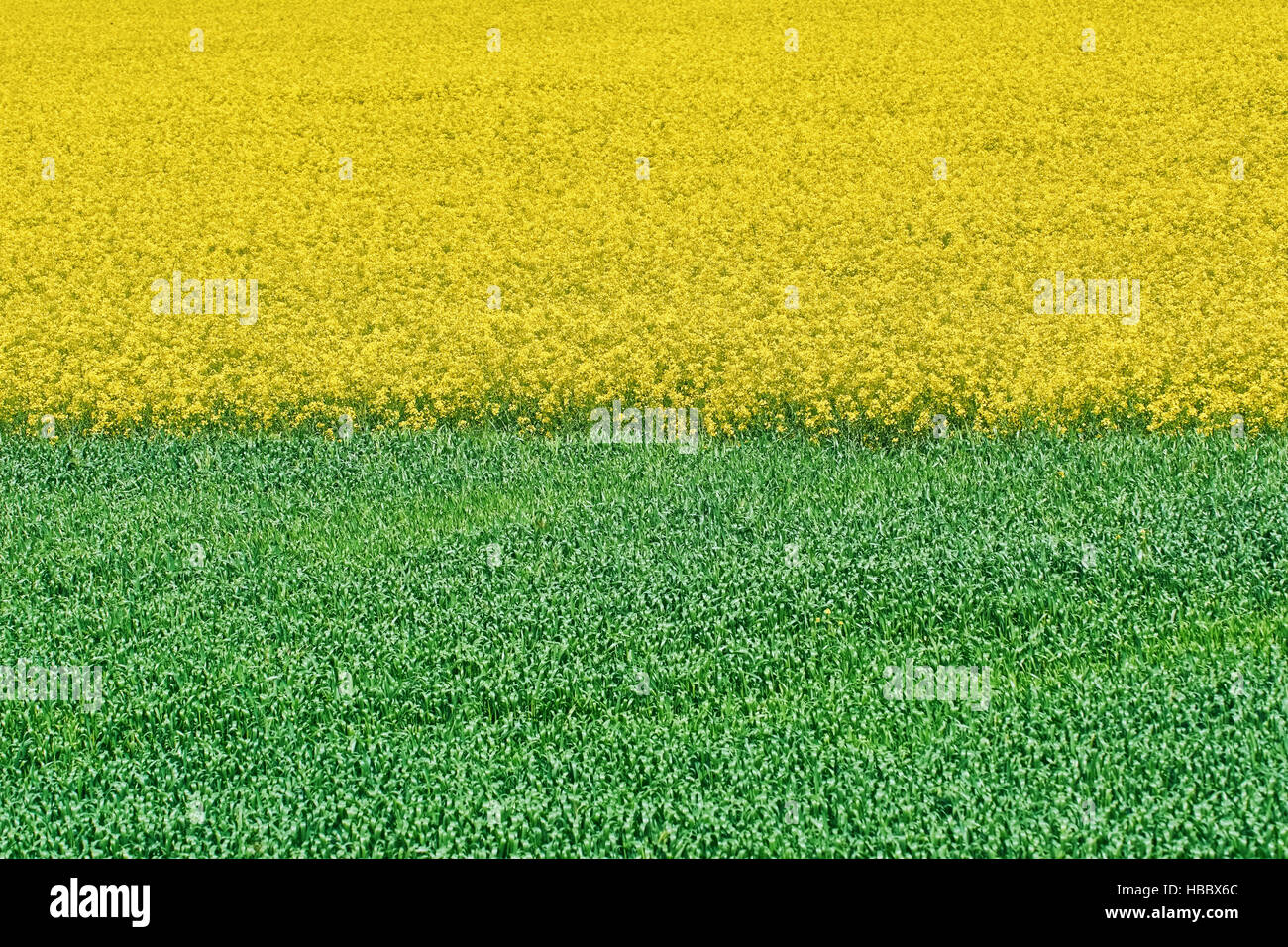 Field of Colza and Wheat Stock Photo - Alamy