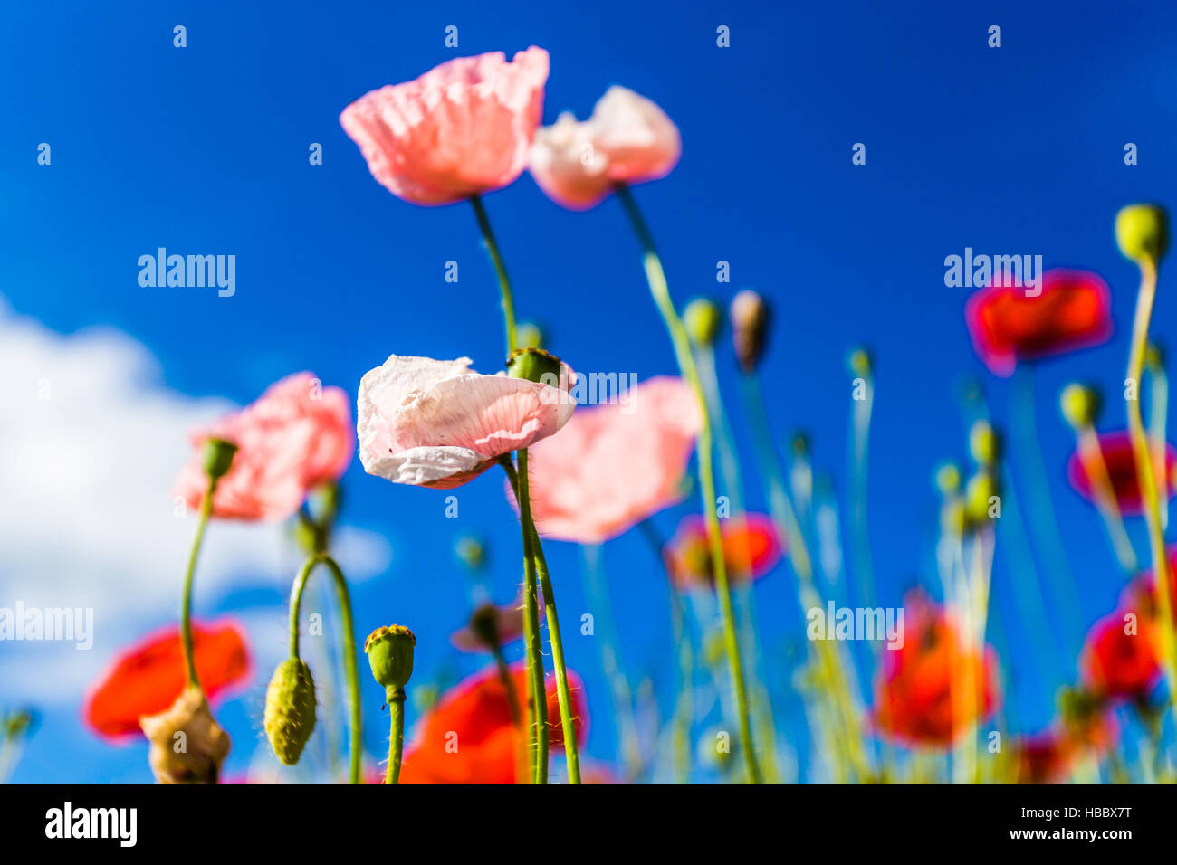 Mohnfeld mohn hi-res stock photography and images - Alamy