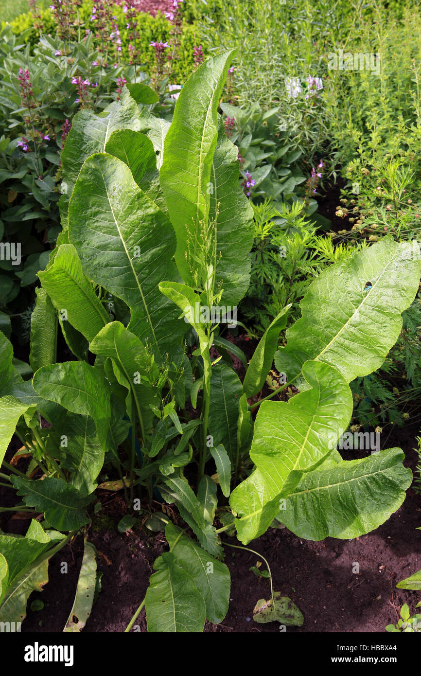Horseradish (Armoracia rusticana Stock Photo - Alamy