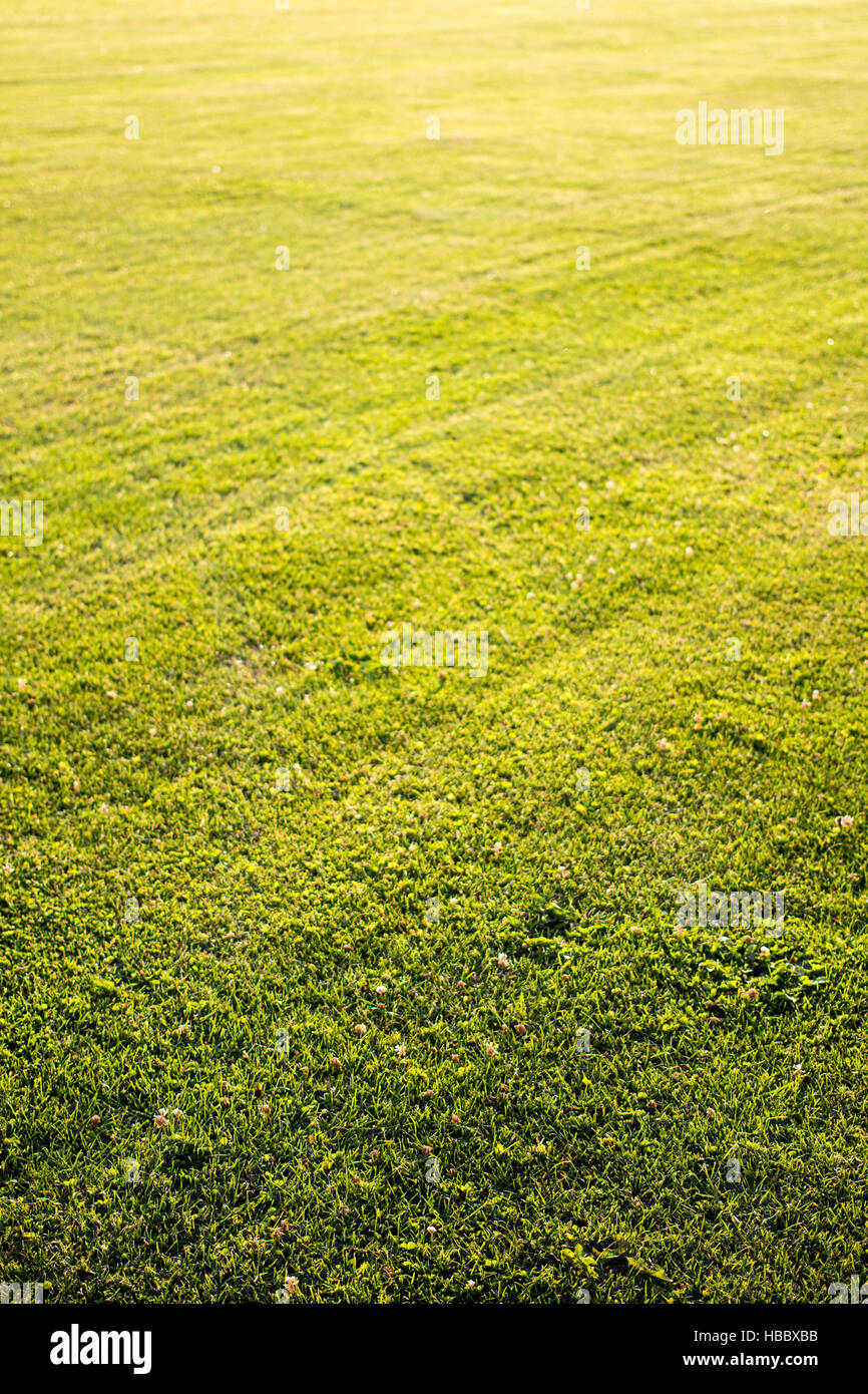 green cutted grass background Stock Photo - Alamy