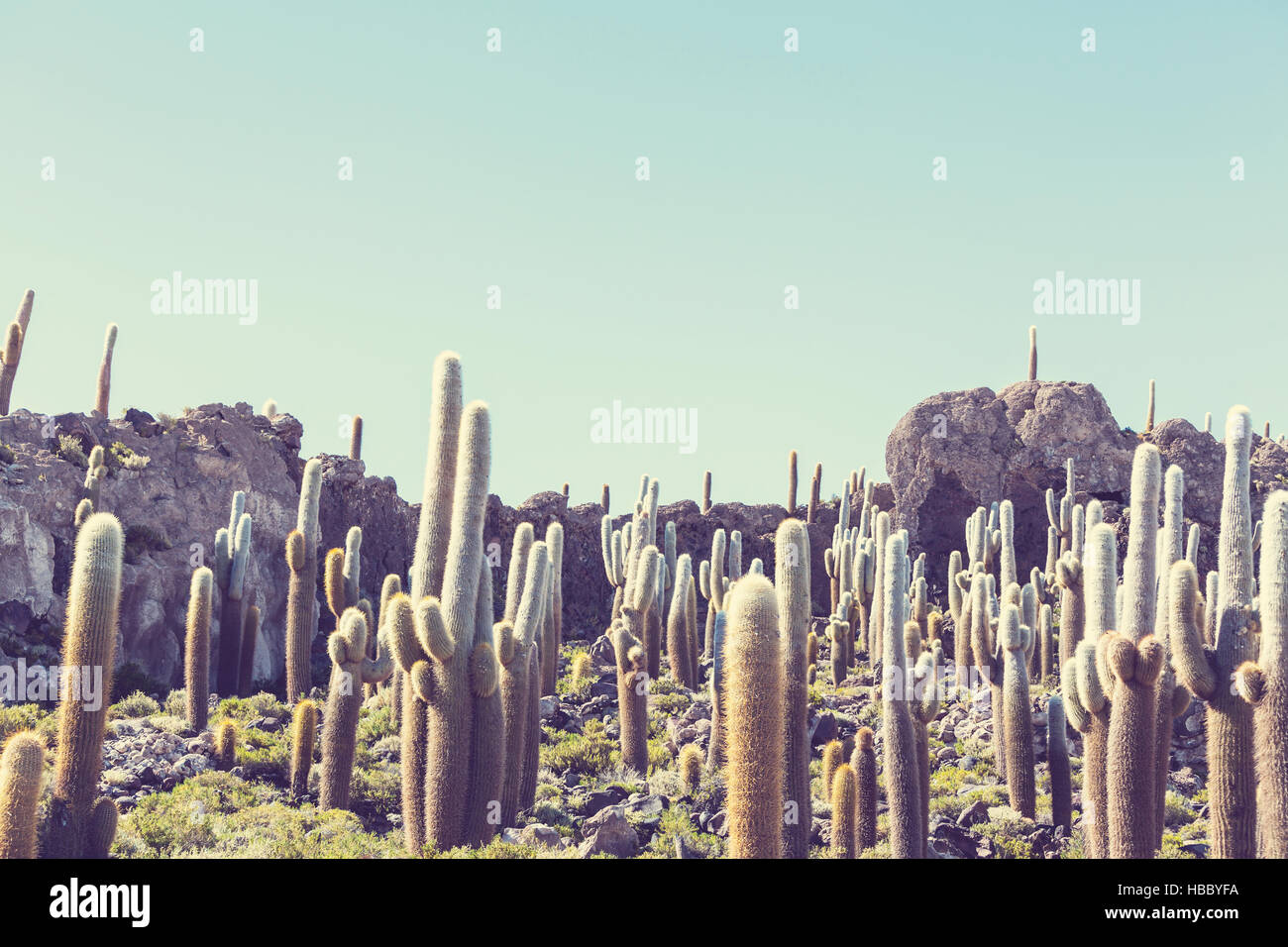 Cactus in Bolivia Stock Photo - Alamy