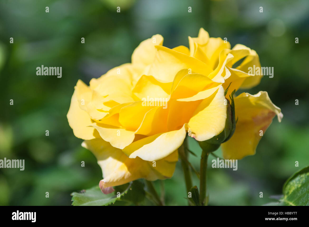 Yellow rose blooms hi-res stock photography and images - Alamy