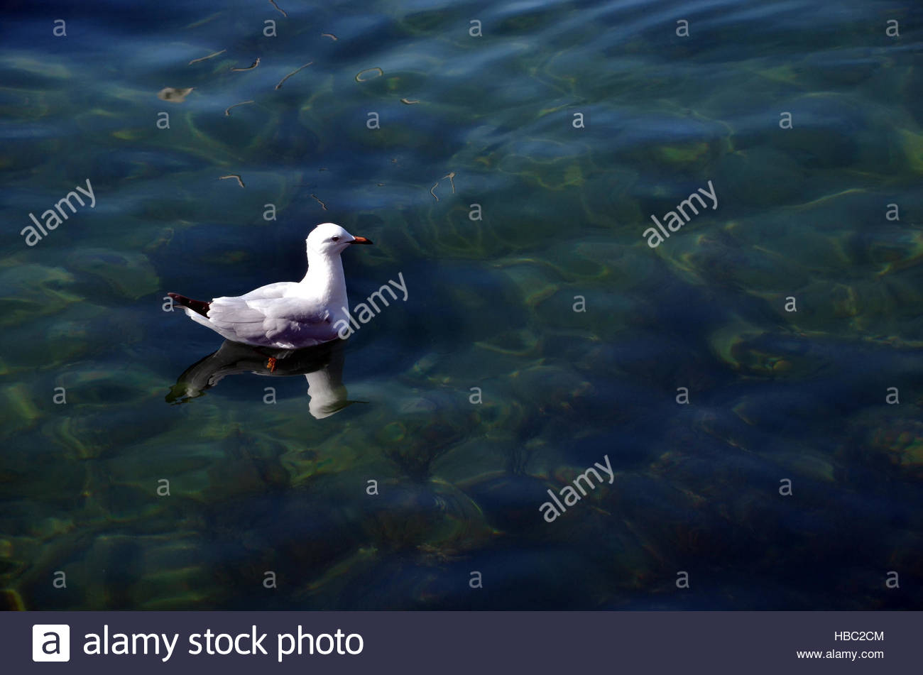 Australian Seagull Stock Photos & Australian Seagull Stock Images - Alamy
