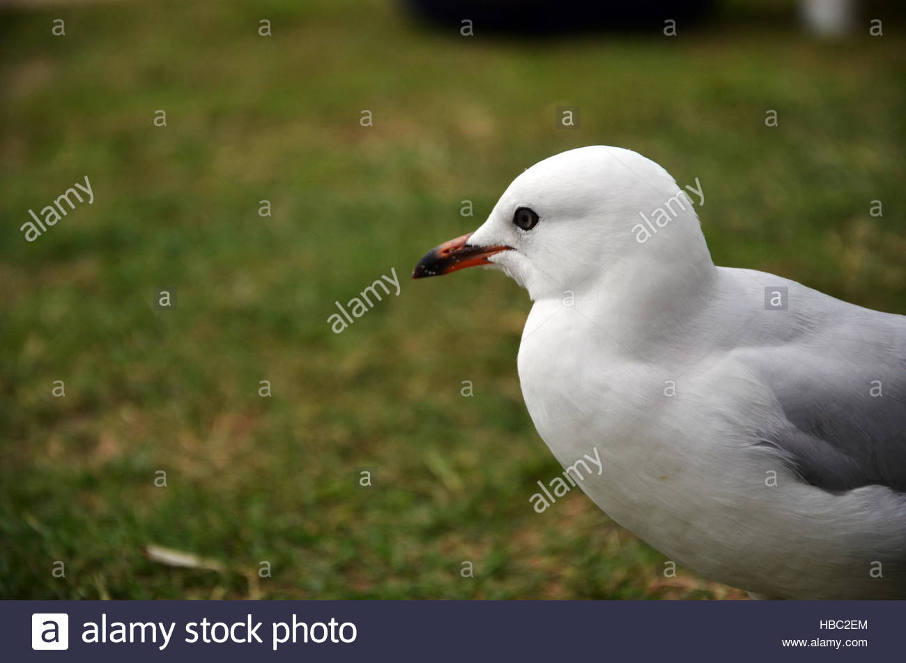 Australian Seagull Stock Photos & Australian Seagull Stock Images - Alamy