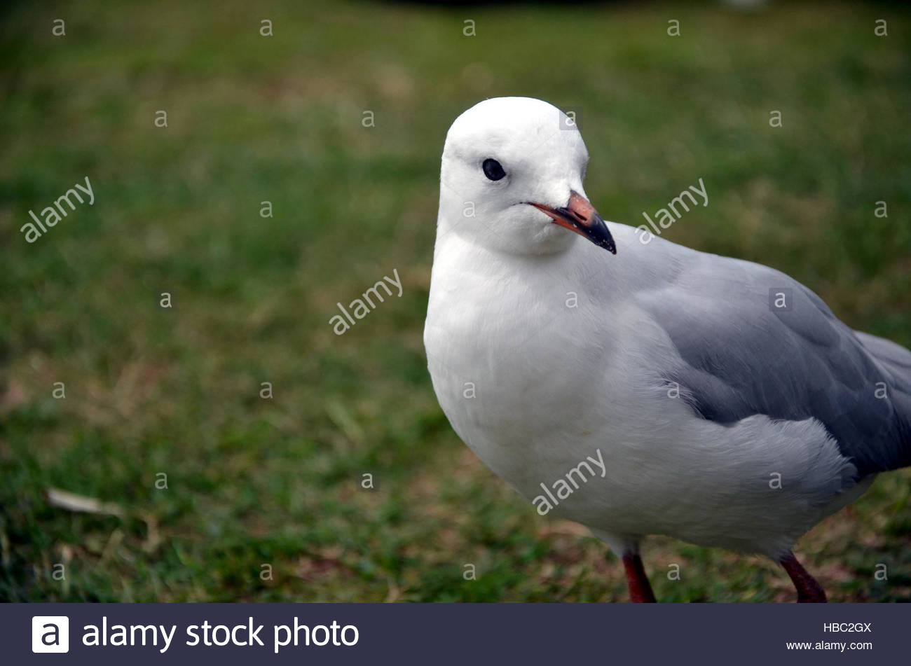 Australian Seagull Stock Photos & Australian Seagull Stock Images - Alamy