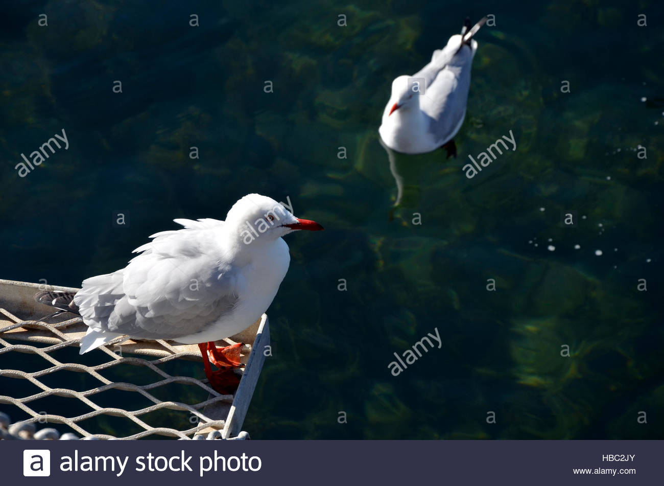 Australian Seagull Stock Photos & Australian Seagull Stock Images - Alamy