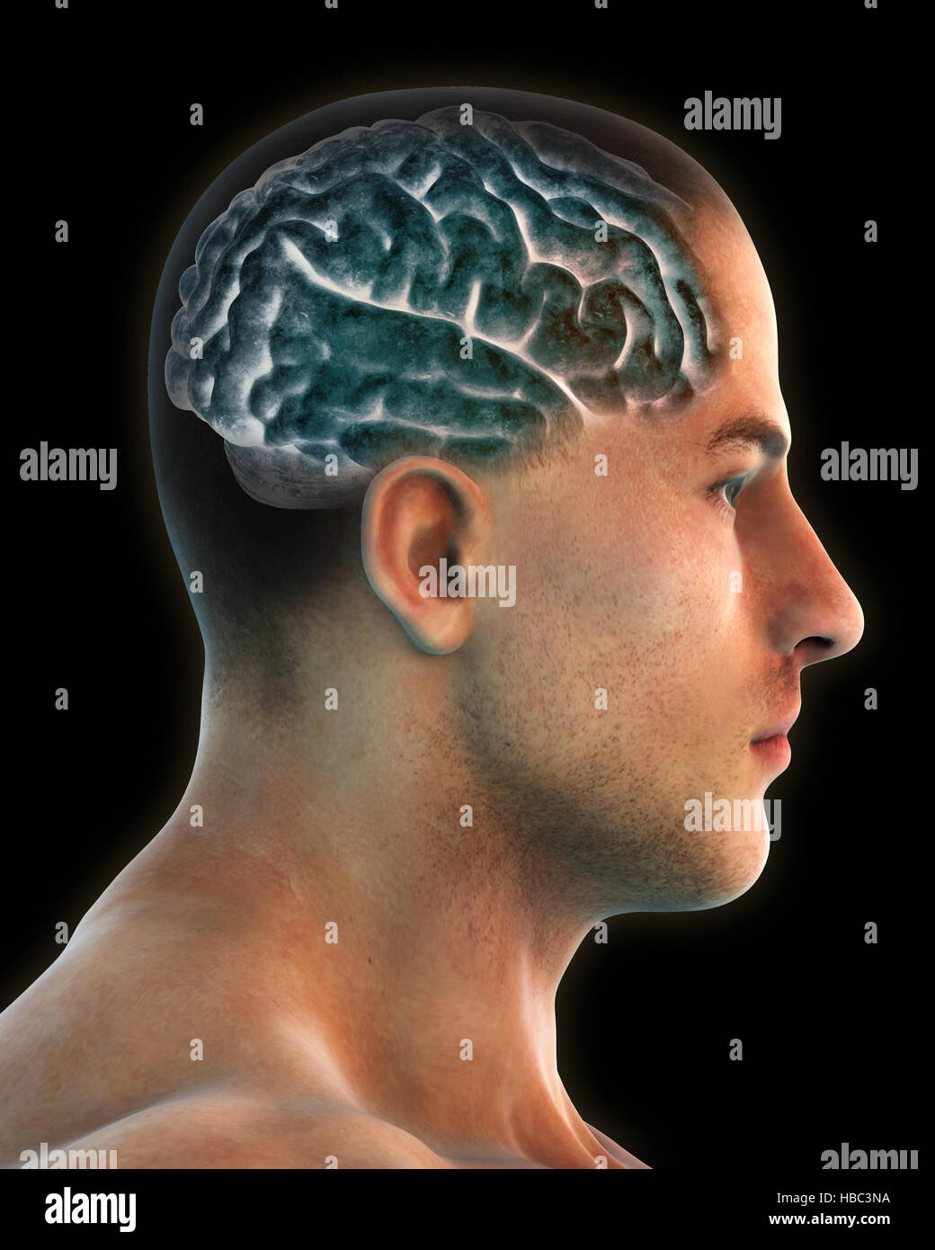 Human Brain Anatomy Stock Photo - Alamy