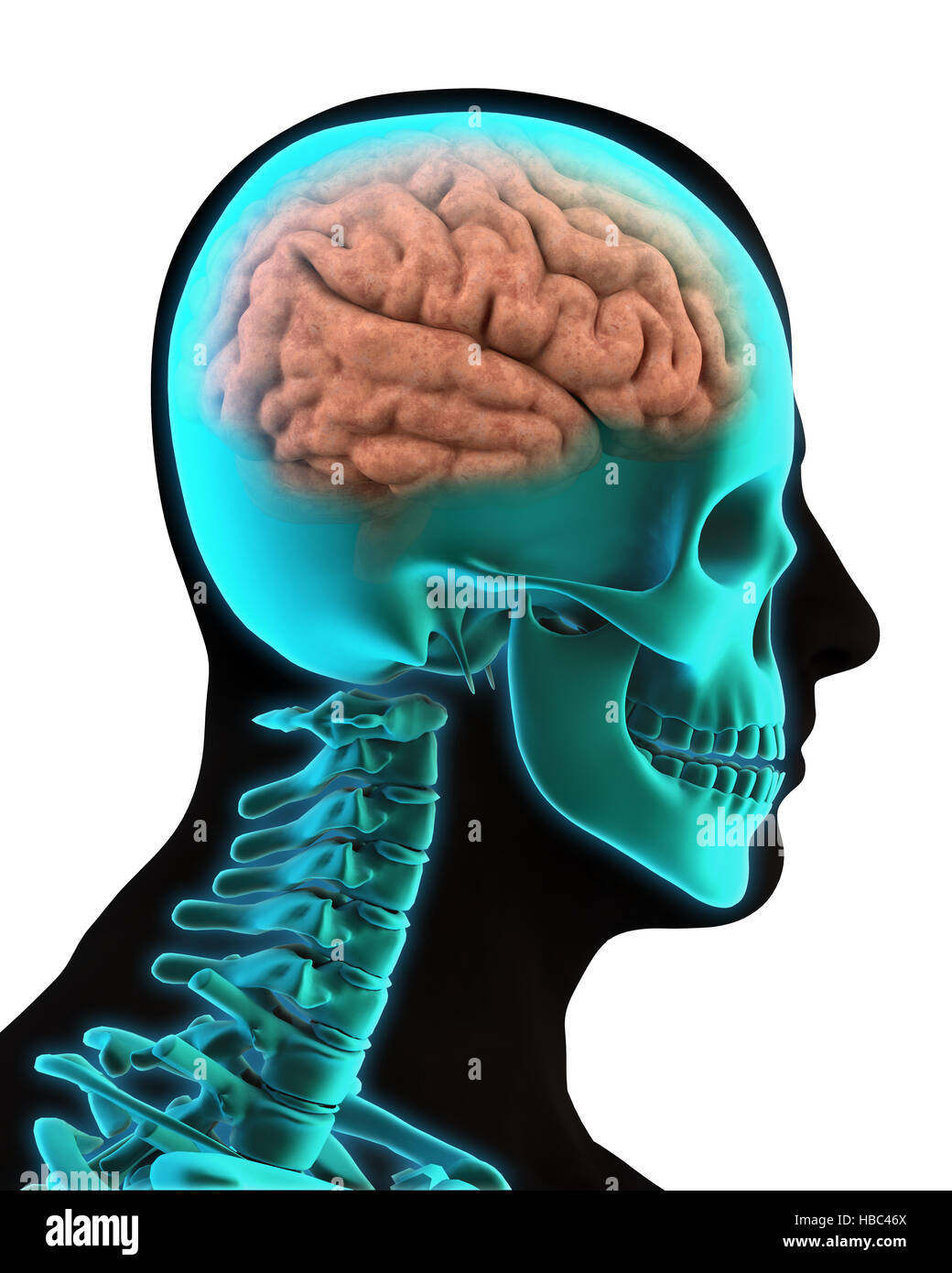 Human Brain Anatomy Stock Photo - Alamy