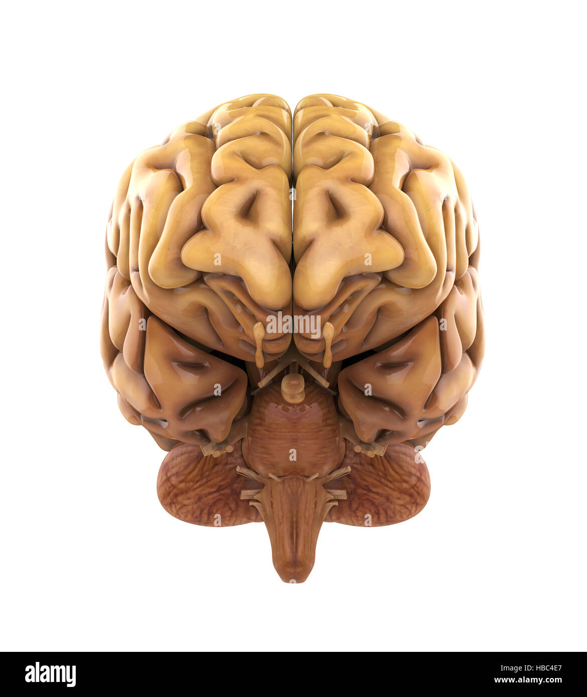 Human Brain Anatomy Stock Photo - Alamy