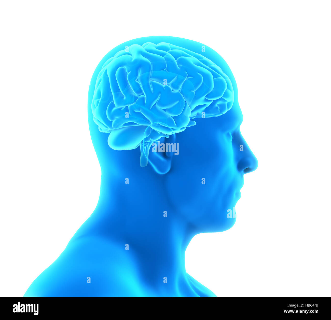 Human Brain Anatomy Stock Photo - Alamy