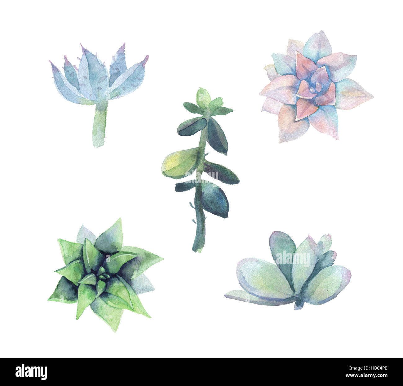 Set of watercolor succulent. Isolated Stock Photo - Alamy