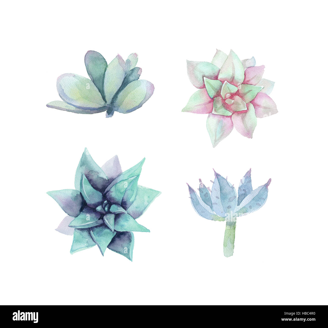 Set of watercolor succulent. Isolated Stock Photo - Alamy