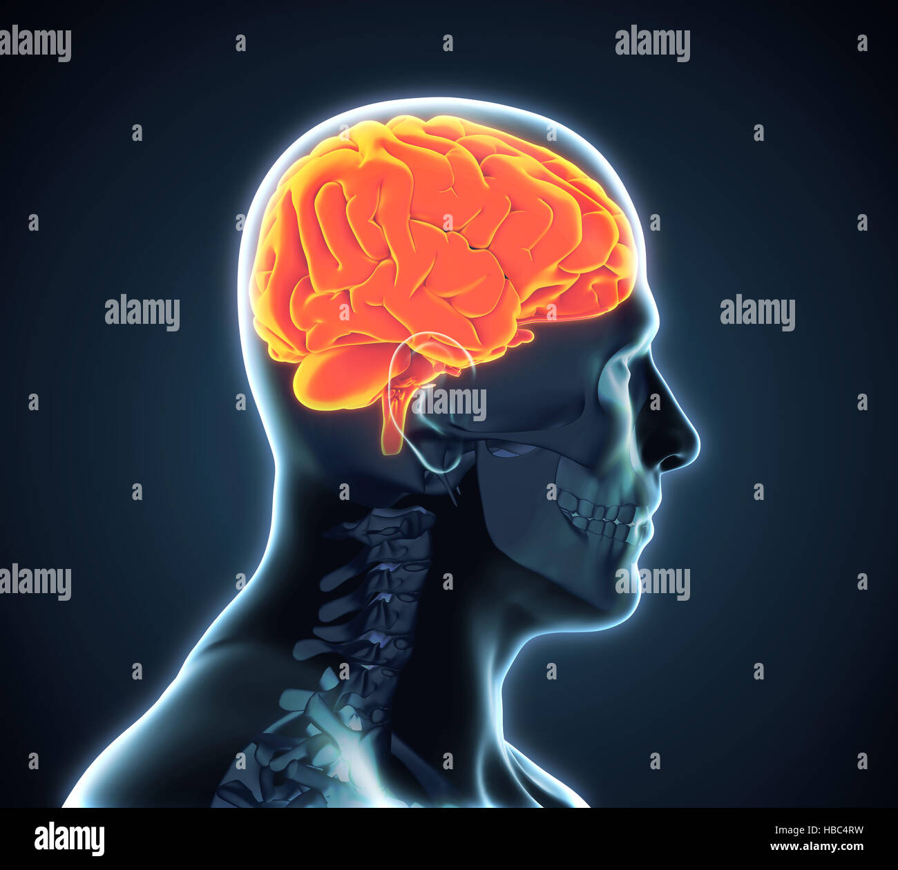 Human Brain Anatomy Stock Photo - Alamy