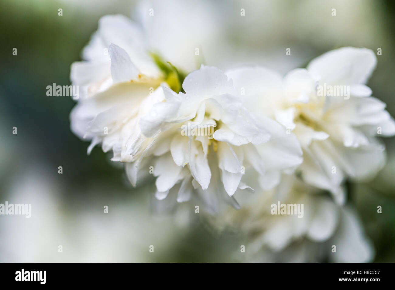 Jasmin busch hi-res stock photography and images - Alamy