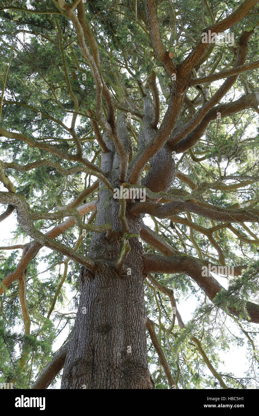 Indian cedar, Cetrus deodara Stock Photo - Alamy