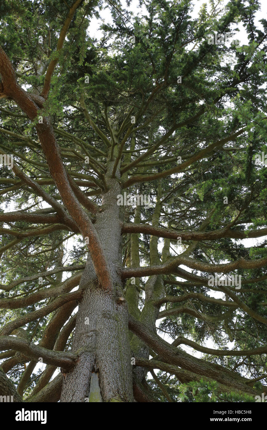 Indian cedar, Cetrus deodara Stock Photo - Alamy