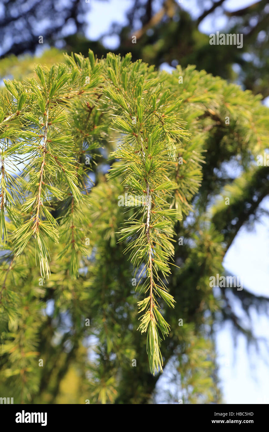 Indian cedar, Cetrus deodara Stock Photo - Alamy