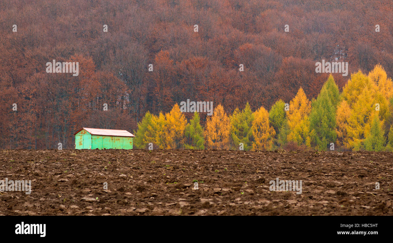 Autumn forest. Composition of nature Stock Photo - Alamy