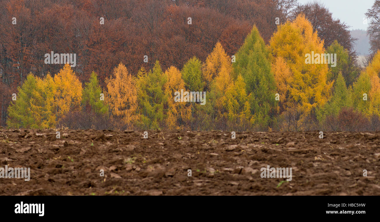 Autumn forest. Composition of nature Stock Photo - Alamy