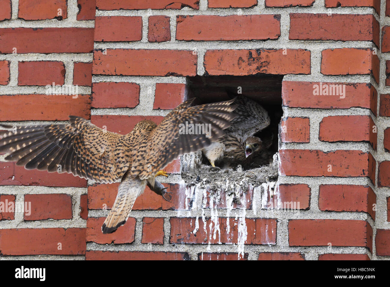Common kestrel mouse hi-res stock photography and images - Alamy