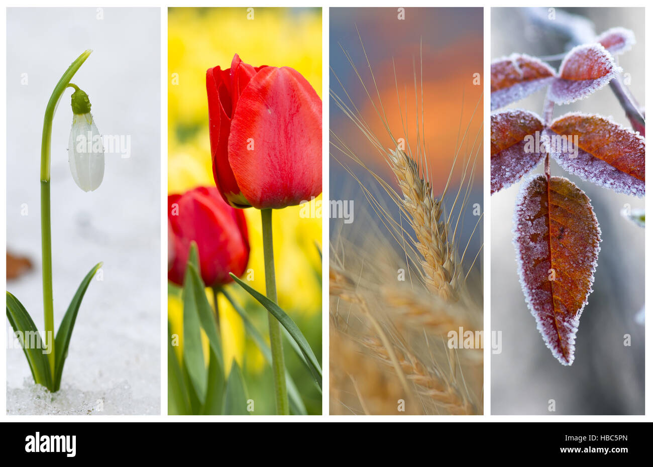 Different seasons of the year - several photos of beautiful nature ...