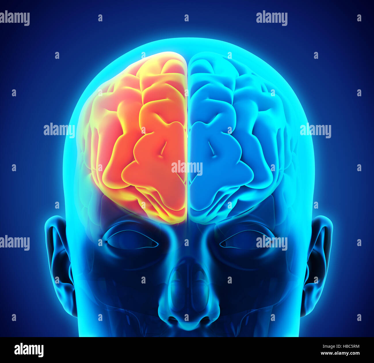 Left brain mri hi-res stock photography and images - Alamy