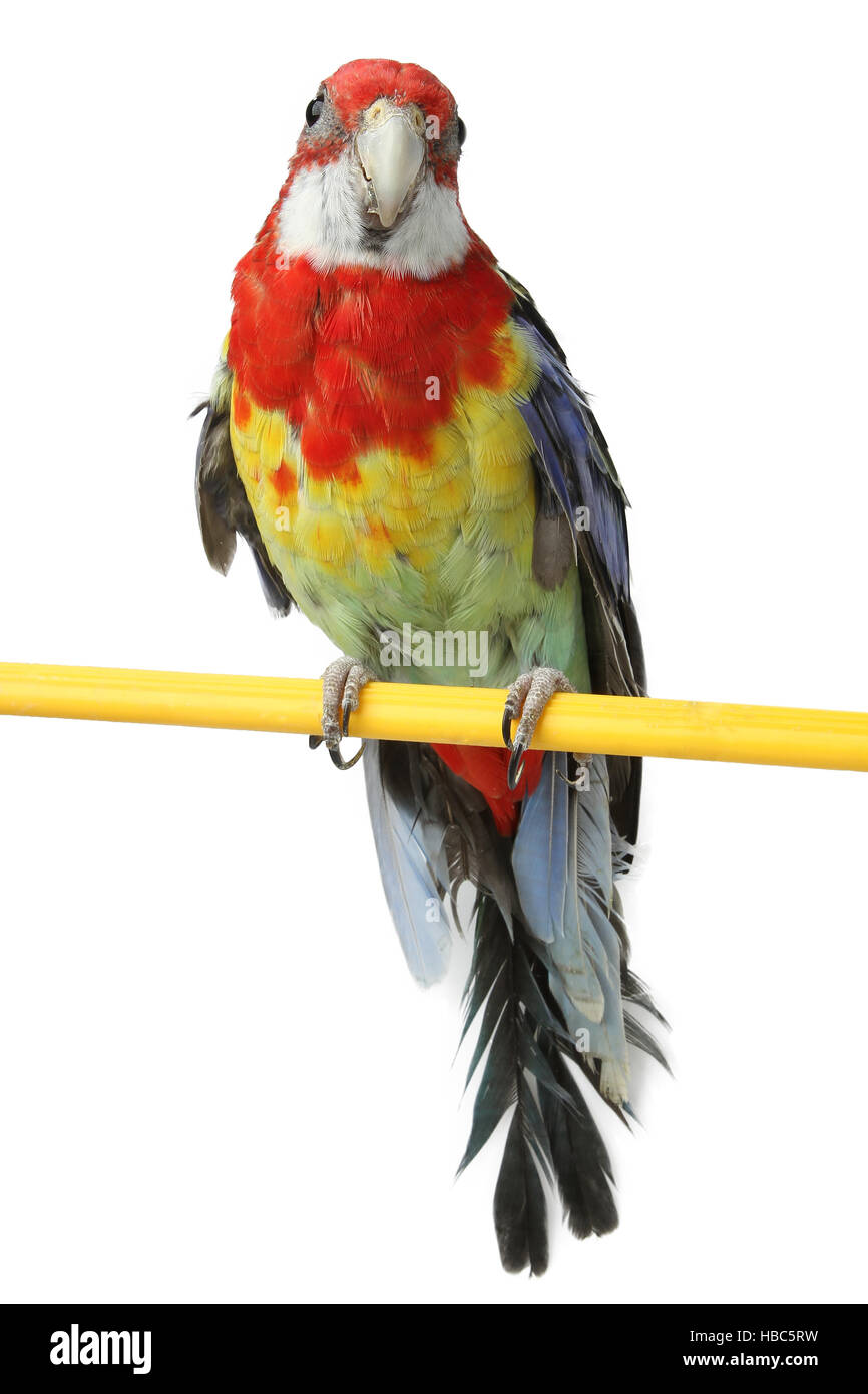 large colorful parrot isolated Stock Photo - Alamy