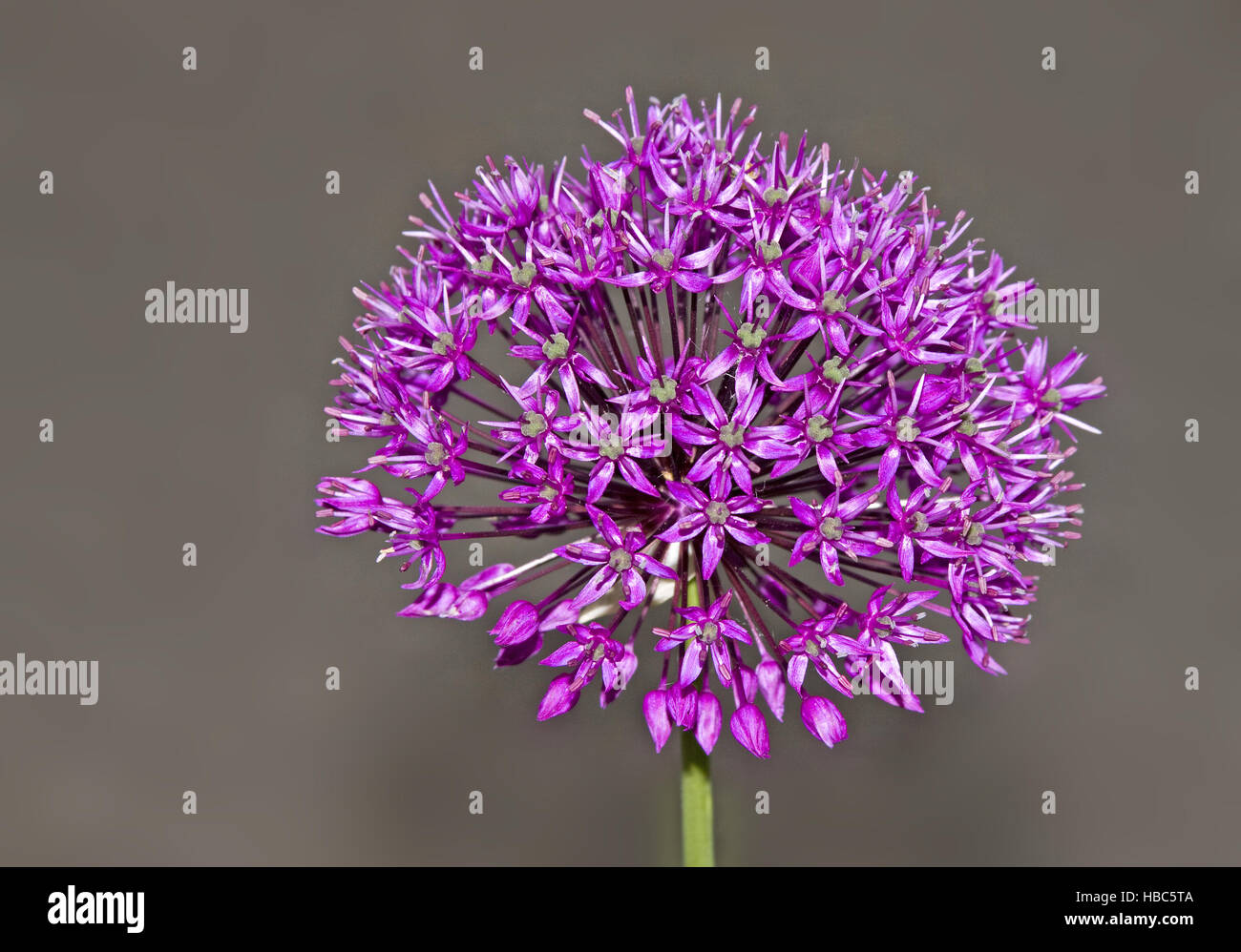 Giant allium Allium giganteum Stock Photo - Alamy