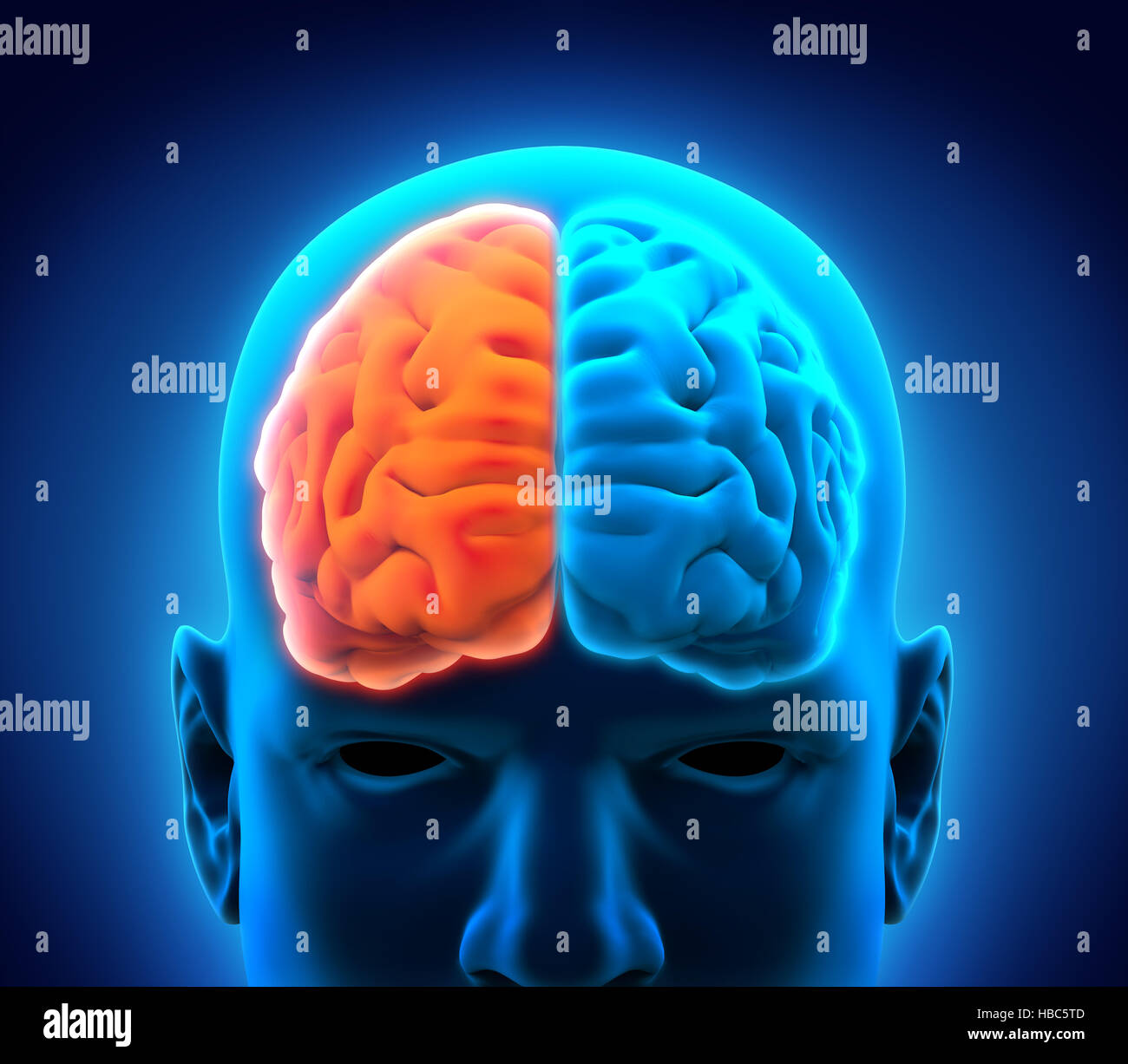 Left and Right Human Brain Stock Photo - Alamy
