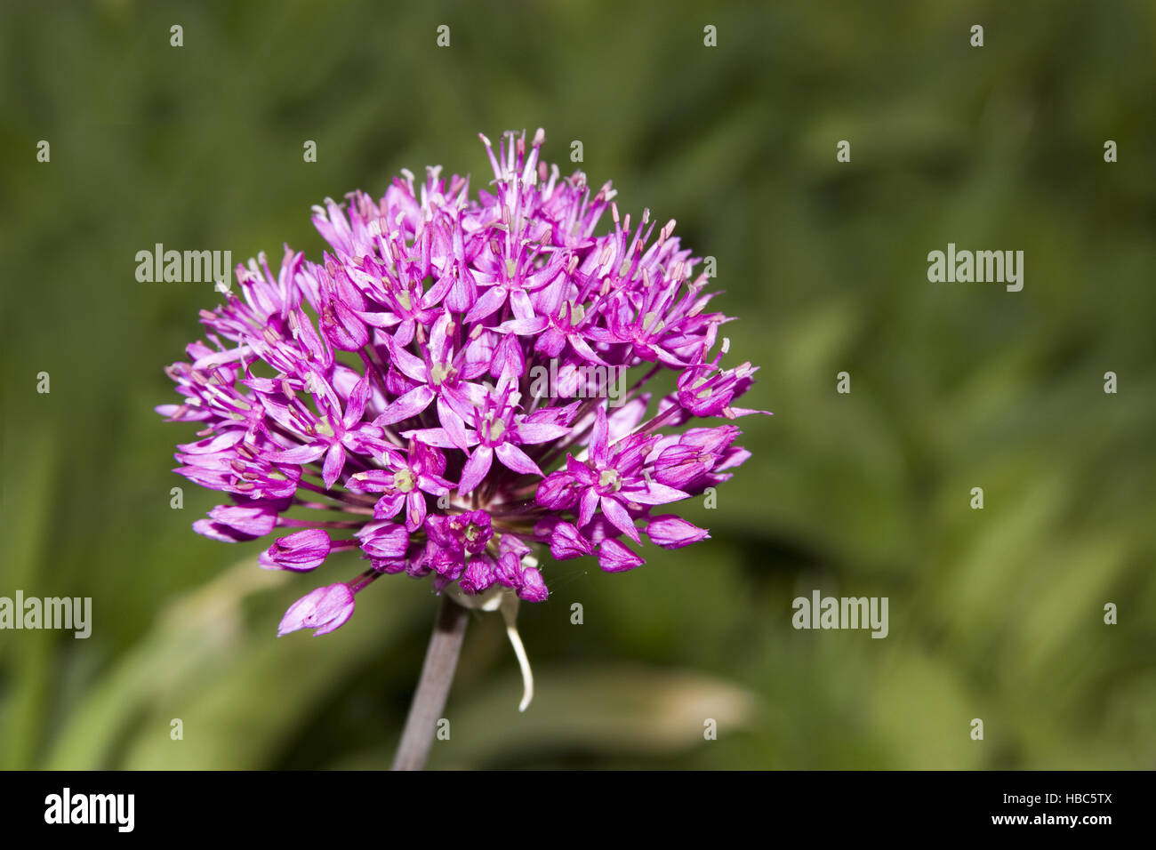 Giant allium Allium giganteum Stock Photo - Alamy