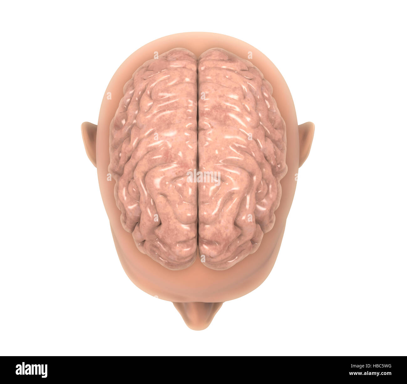 Human left right brain Cut Out Stock Images & Pictures - Alamy