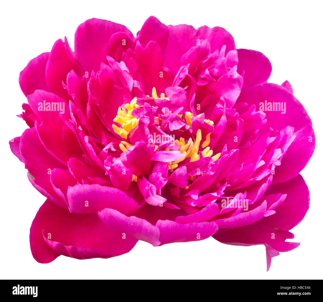 beautiful peony isolated Stock Photo - Alamy
