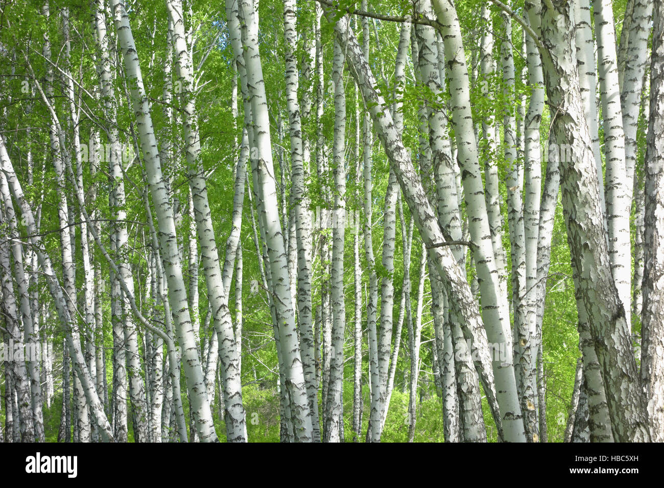 birch trees background Stock Photo - Alamy
