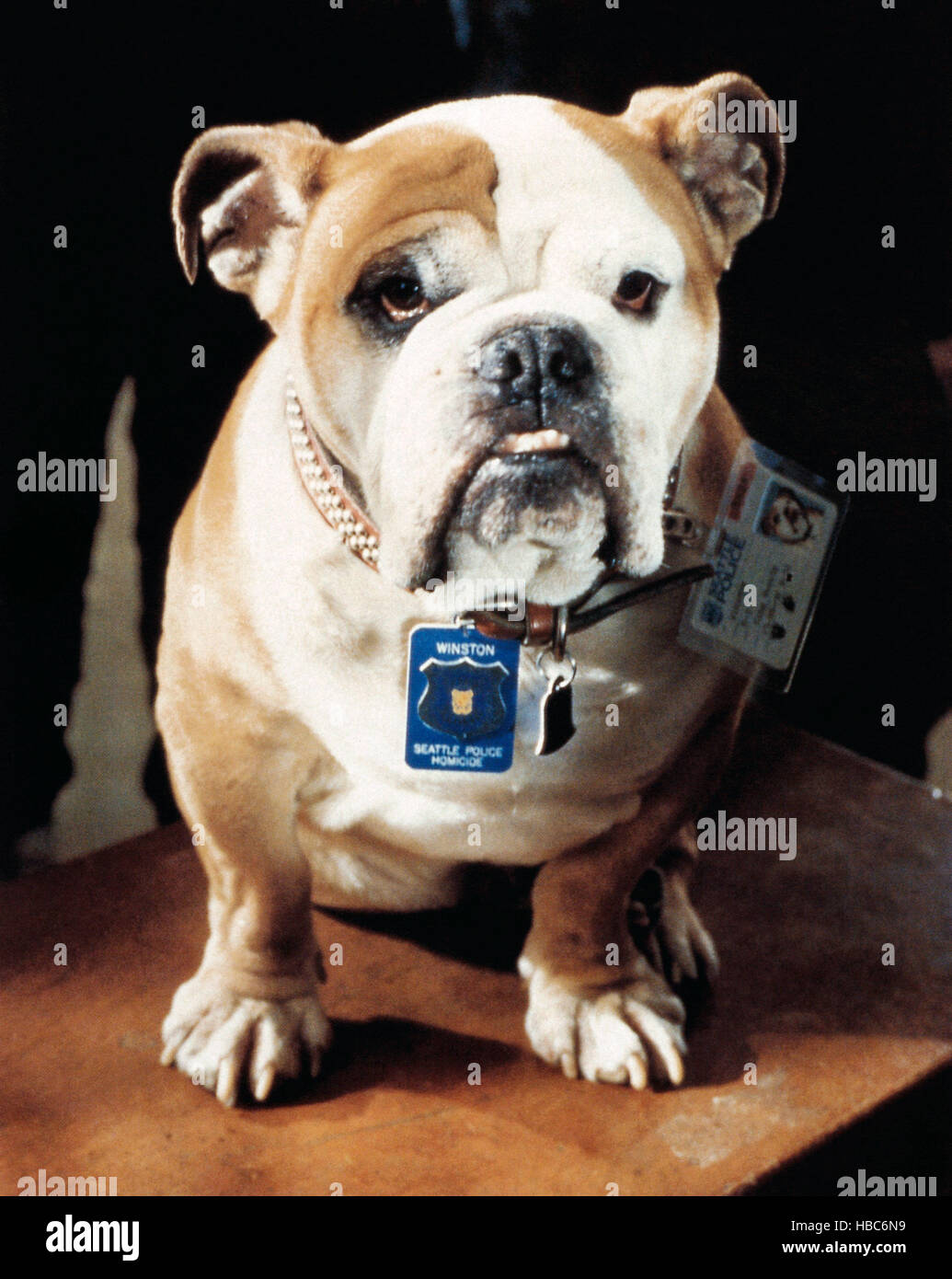 ANOTHER STAKEOUT, Winston the Bulldog, 1993. ©Buena Vista Pictures ...