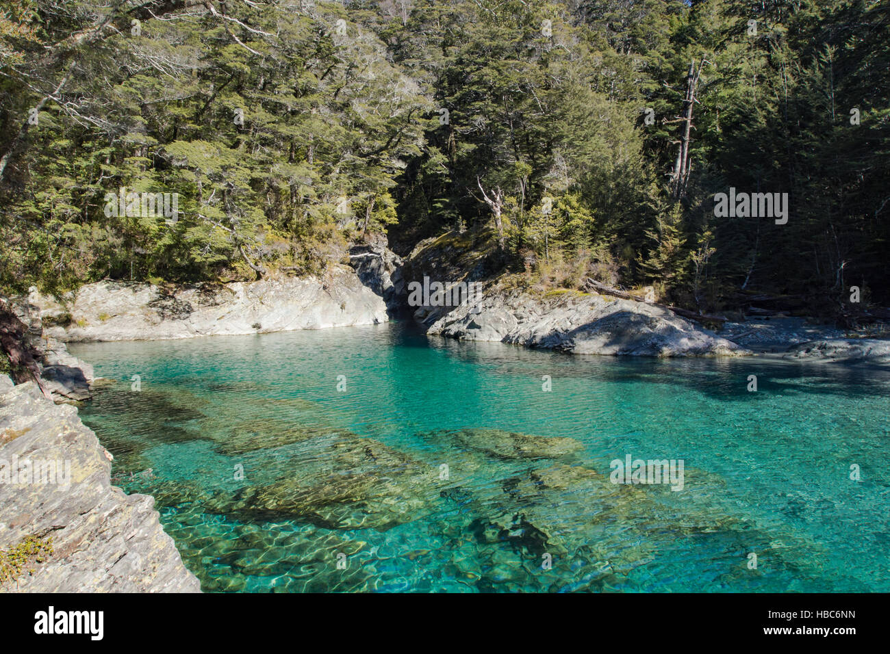 Clear blue green pool off the Dart River in New Zealand Stock Photo - Alamy