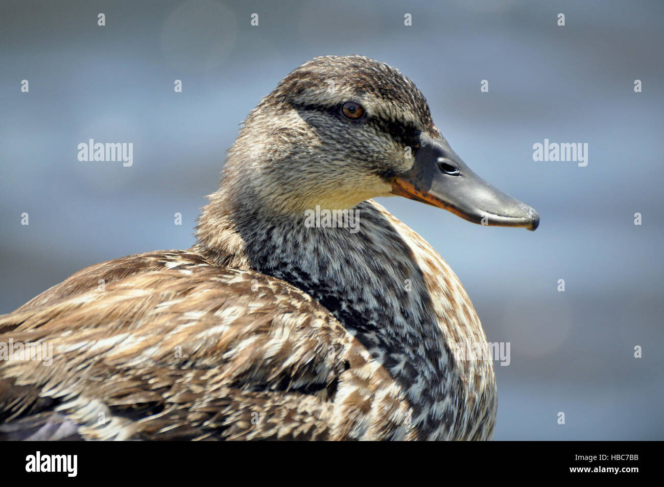 Female duck close up Stock Photo - Alamy
