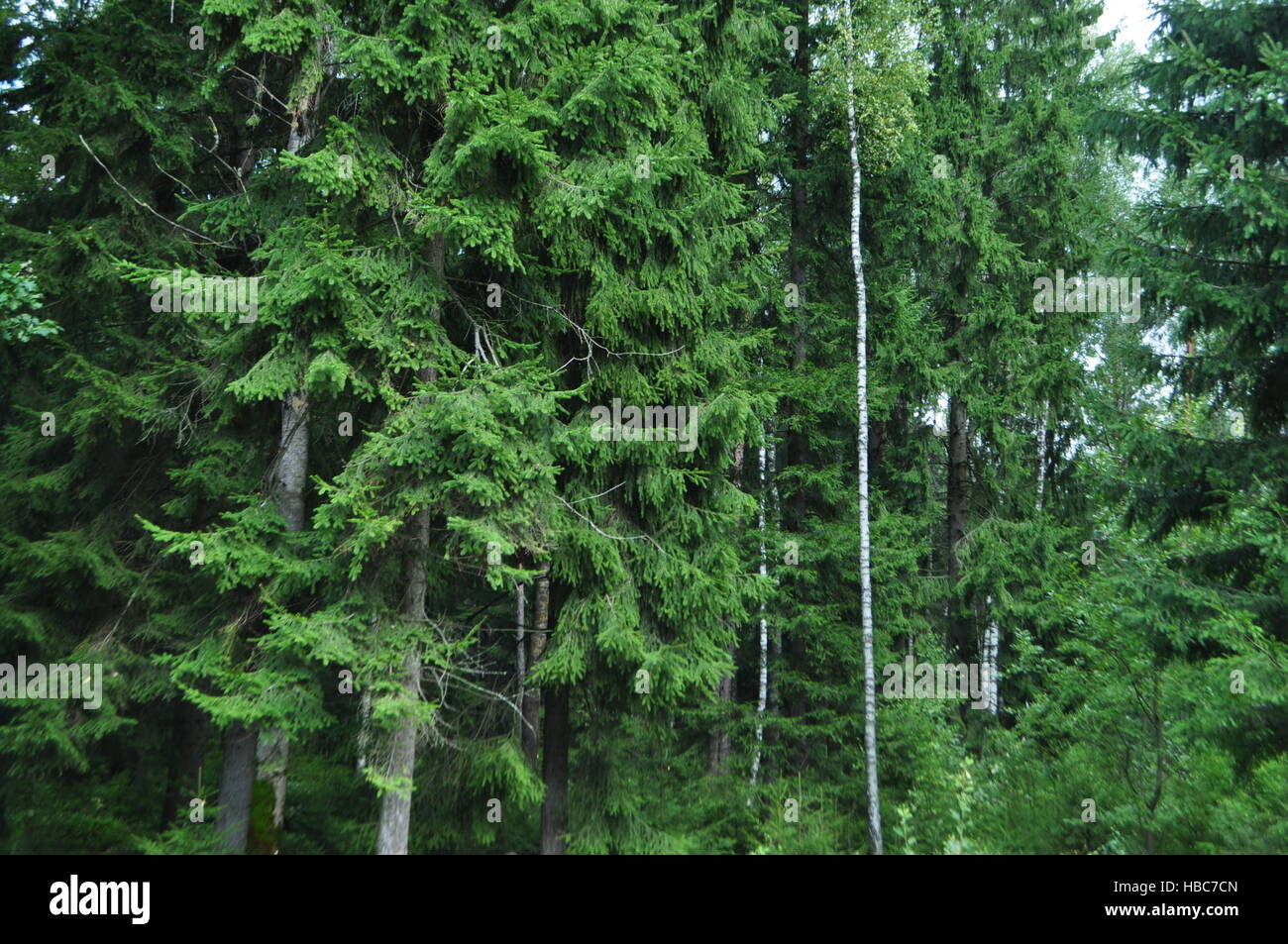Green trees in european forest Stock Photo - Alamy