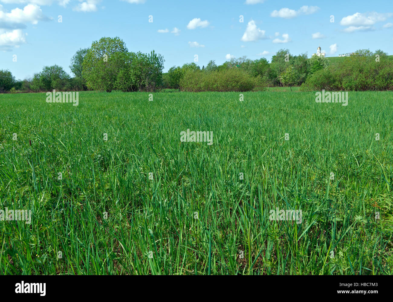 Russian spring meadow Stock Photo - Alamy