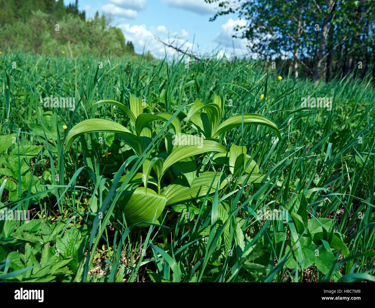 Russian spring meadow Stock Photo - Alamy