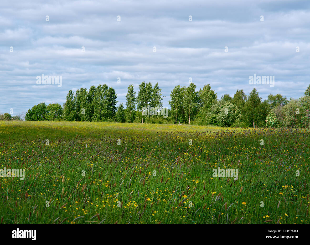 Russian spring meadow Stock Photo - Alamy